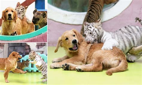 Strawberry Tiger Cubs