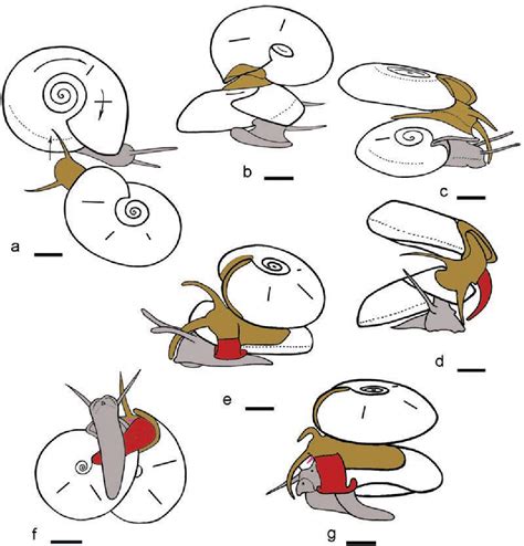 Segmentina Hemisphaerula Semantic Scholar