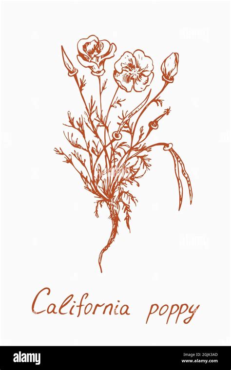 California Poppy Botanical Drawing Tattoo