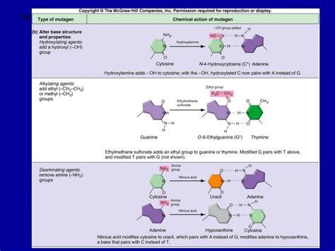 Ppt Uv Mutagenesis In Yeast Powerpoint Presentation Free Download