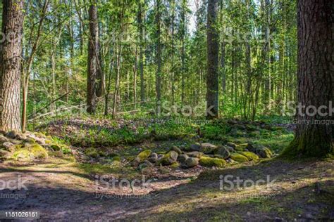 나무 줄기와 푸른 잔디와 혼합 나무 숲에서 포레스트 베드에 녹색 이끼 0명에 대한 스톡 사진 및 기타 이미지 0명 경관 나무 Istock