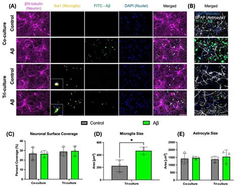 Cell Morphological Analysis A And B Representative Epifluorescence