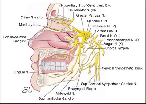 Sphenopalatine Nerve