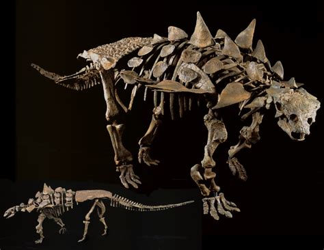 Ankylosaurus Skeleton Fossil