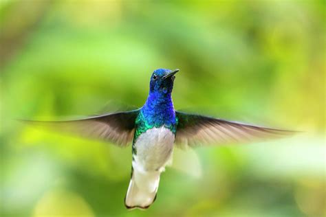 Caribbean Trinidad Asa Wright Nature Photograph By Jaynes Gallery Fine Art America