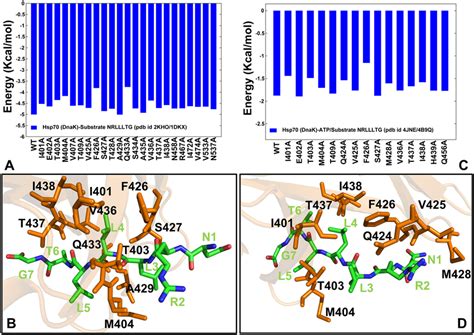 Free Energy Calculations Of The Substrate Binding With The Dnak Download Scientific Diagram