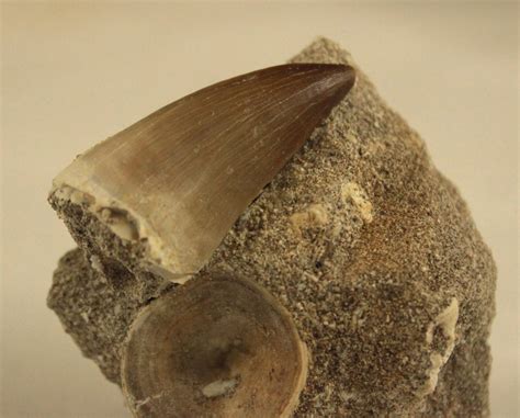 Dente De Mosassauro Prognathodon Sp Vértebra Na Matriz