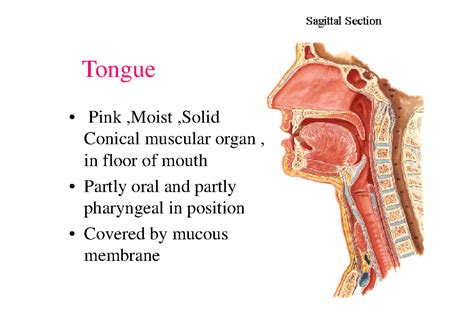 Parts Structure Function Of Tongue Tongue Pink Moist SolidConical