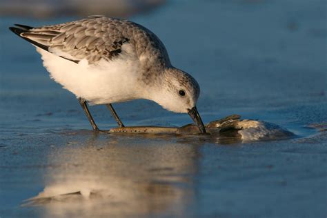 Sanderling Calidris Alba Steckbrief Infos Beschreibung And Fotos