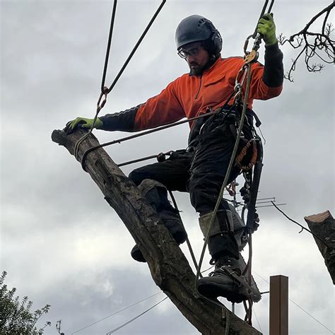 Tree Removal In Ballarat Rapid Tree Solutions