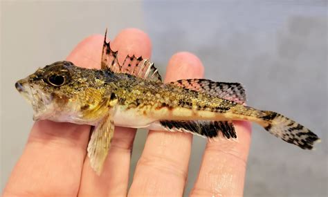 Roughback Sculpin Mexican