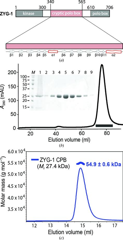 Expression Purification And Preliminary Crystallographic Analysis Of