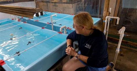 Scientists Develop New Way To Identify The Sex Of Sea Turtle Hatchlings Environment Coastal