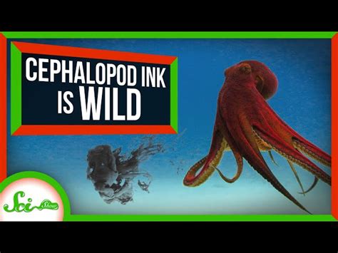 What Happens If You Get Inked By An Octopus The Surprising Reality