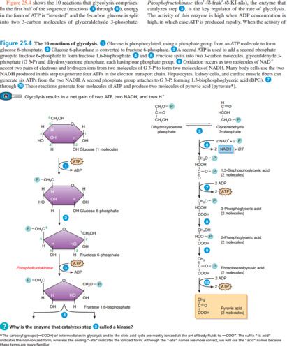 Biol 1106 Test 3 Flashcards Quizlet
