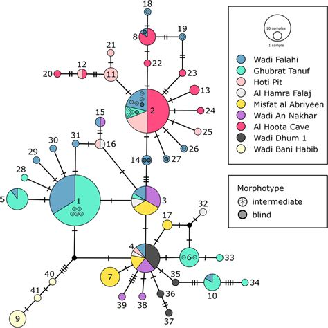 Median Joining Network Based On Cr Sequences Each Circle Represents A Download Scientific