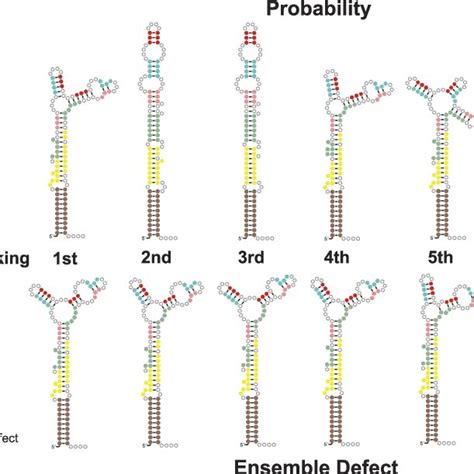 A Sample Of The Structures For A Trna Saccharomyces Cerevisiae