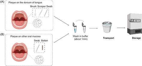 Figure 5 From The Sampling Strategy Of Oral Microbiome Semantic Scholar