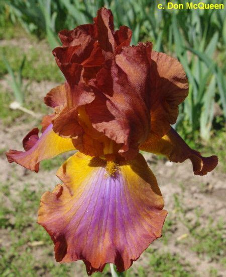 Iris Germanica Copper And Snow Blyth 1995