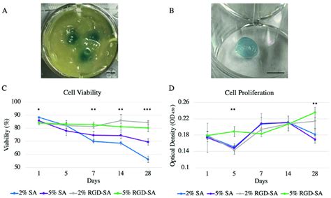 Adult Human Dermal Fibroblast Cell Viability And Proliferation After 3d