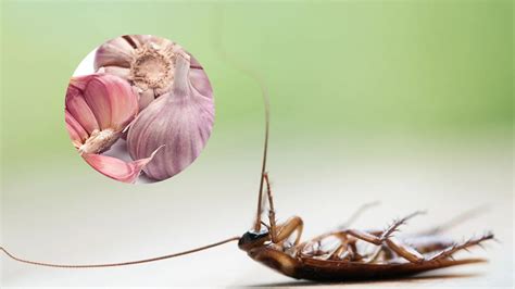 Por Qué No Es Recomendable Pisar Las Cucarachas Infobae