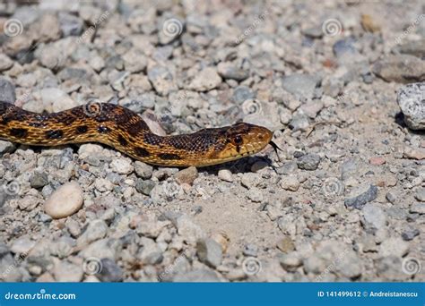 Pacific Gopher Snake Pituophis Catenifer Catenifer Hiding In The Grass Stock Image