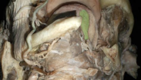 Styloglossus Flashcards Quizlet