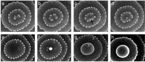 Segmented Spiral Waves In A Reaction Diffusion System Pnas
