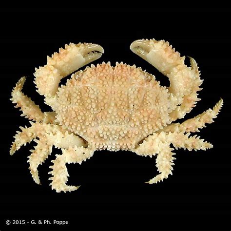 Actaea Polyacantha Crustaceology