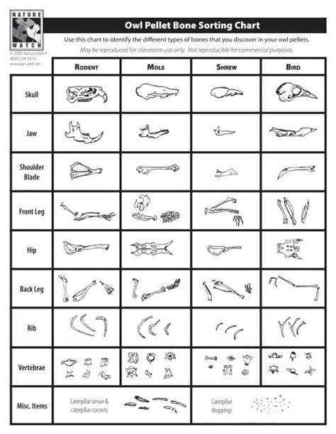 Owl Pellet Reconstruction Chart