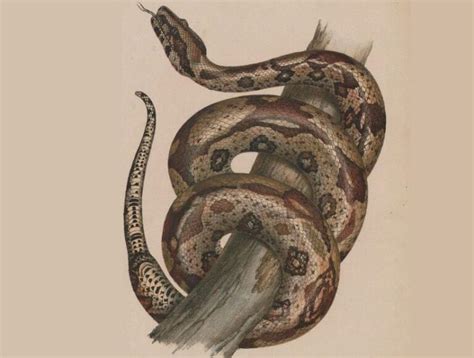 Yacumama Conocé A La Serpiente Gigante De La Mitología Latinoamericana