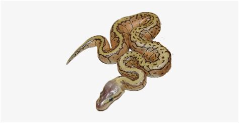 Ball Python Png Ball Python Png
