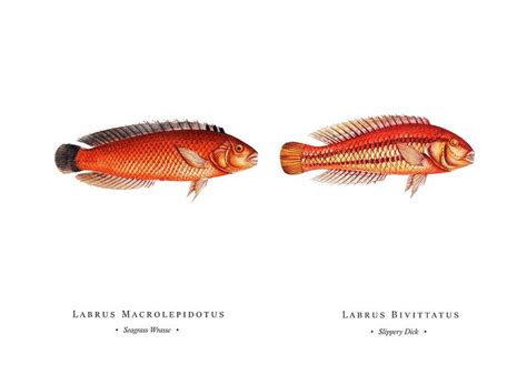 Vintage Fish Illustration Seagrass Wrasse Slippery Dick Greeting