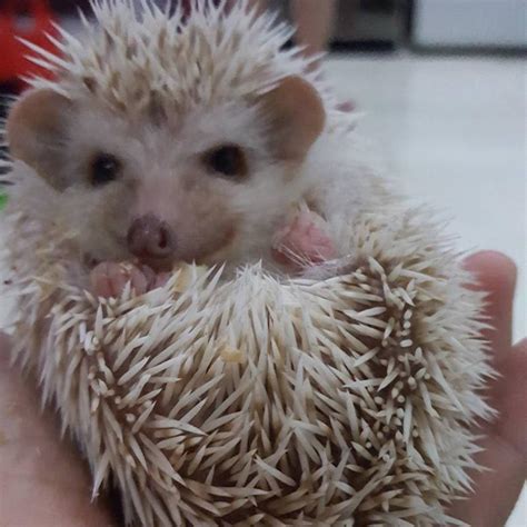 Landak Mini Karakteristik Dan Cara Perawatannya Danusyakti