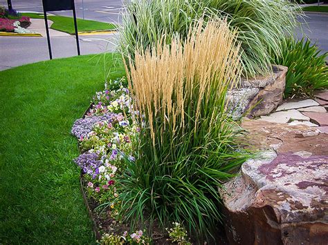 Karl Foerster Feather Reed Grass For Sale The Tree Center™