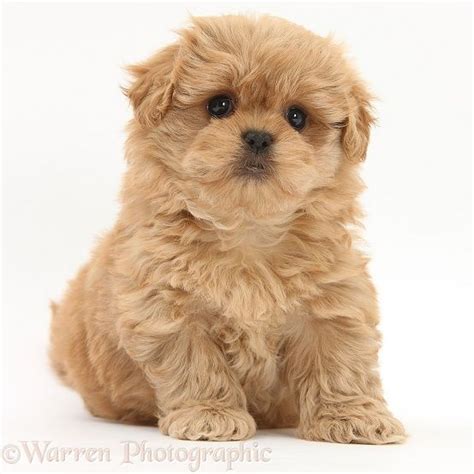 Peekapoo Puppy 7 Weeks Old