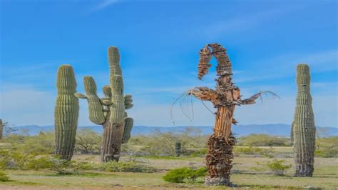 Understanding Saguaro Cactus Laws For Arizona Homeowners Alter
