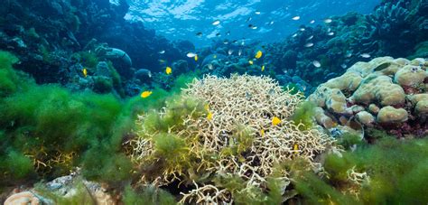 What Happens When A Coral Reef Dies Hakai Magazine