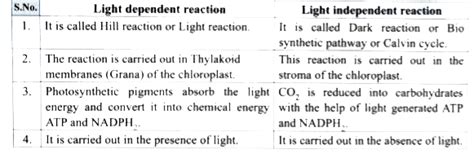 Light Dependent Reactions