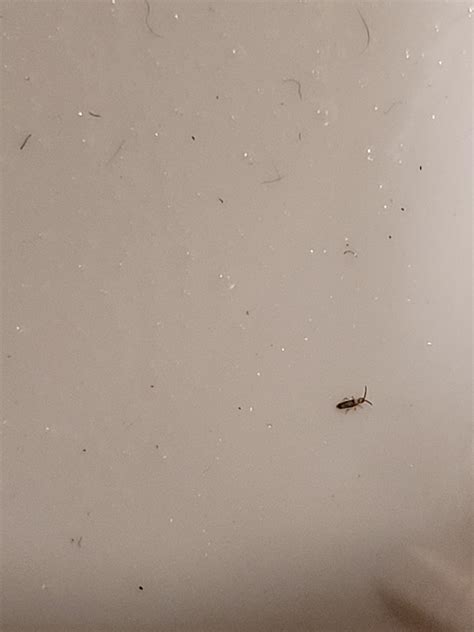 Tiny Black Bugs In Shower Drain