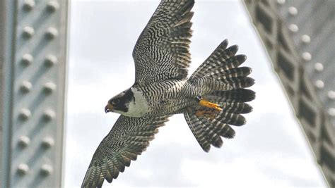 Keep An Eye Out For The Spring Bird Migration