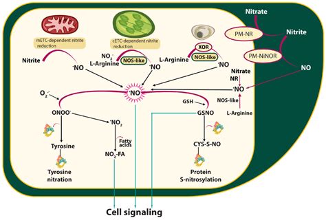Simplified Diagram Showing The Pathways Of Nitric Oxide No Synthesis Download Scientific