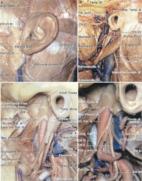 Jugular Foramen Contents