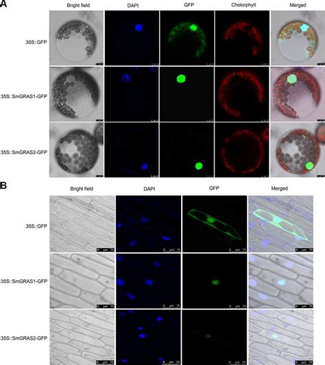 Subcellular Localization Of Smgras1 And Smgras2 A Subcellular