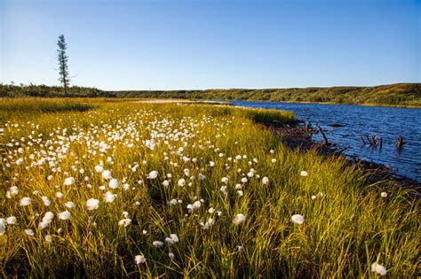 툰드라의 가을 이끼 배경에 가을 색상에 노란색 가문비 나무 가지 툰드라 러시아숲툰드라의 아름다운 풍경 0명에 대한 스톡 사진 및 기타 이미지 Istock