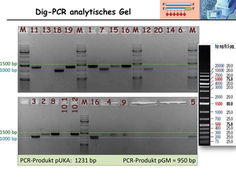 Ppt Dig Pcr Analytisches Gel Powerpoint Presentation Free Download Id 6163269