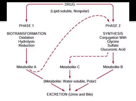 Biotransformation Pptx