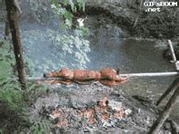 Spit Roast S Find And Share On Giphy