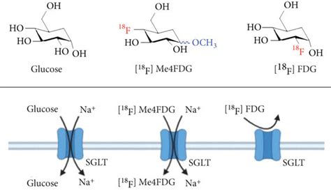 Molecular Structures Of [¹⁸f]me4fdg [¹⁸f]fdg And Glucose And Their
