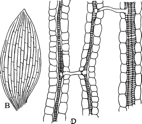 Monocotiledónea Hoja Clásico Ilustración 35068851 Vector En Vecteezy